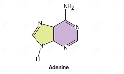 Vector Illustration Of Rna Structure With Bases High Resolution
