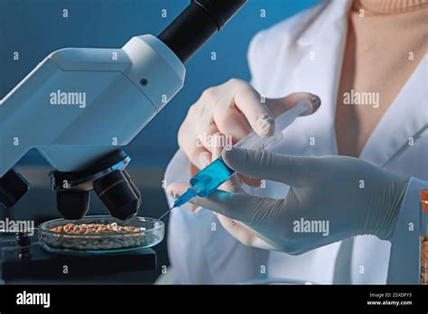 Gmo Concept Scientist Injecting Something Into Wheat Grains Under