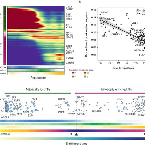 Dynamics Of Transcription Factor Enrichment During Mitosis A Heatmap Download Scientific