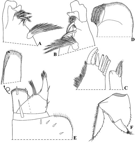 Fig 12 In New Species And New Records Of Terrestrial Isopods