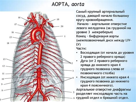 Аорта топография частей аорты Ветви дуги аорты презентация онлайн