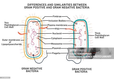 Gram Positive Vs Gram Negative Bacteria Illustration High Res Vector Graphic Getty Images