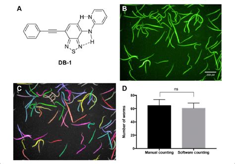 applications of db 1 dye in c elegans staining and analysis a download scientific diagram