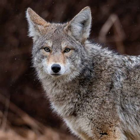 Coyote Symbolism In Hindi And Quiet Coyote Origins Explained