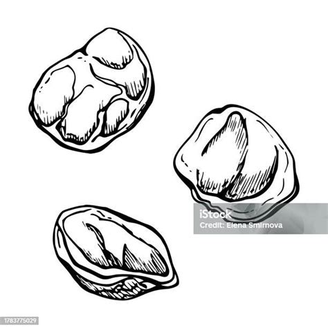 손으로 그린 벡터 잉크 그림입니다 파스타의 종류 이탈리아 요리 Conchiglie Orecchiette 흰색으로 분리된 단일 개체 요소 집합입니다 레스토랑 메뉴 식품점 및