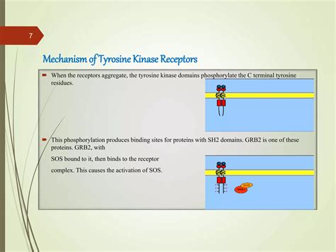 Chapter 24 Tyrosine Kinase Inhibitors Ppt