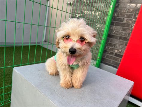 말티푸 금동이 사모예드특징 스피츠특징 시바견특징 시베리안허스키특징 시츄특징 요크셔테리어특징 웰시코기특징 이탈리아그레이하운드특징 치와와특징 코카스파니엘특징 폼스키특징 폼치특징