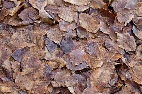 Fozen Bilder Stock Fotos And Videos Adobe Stock