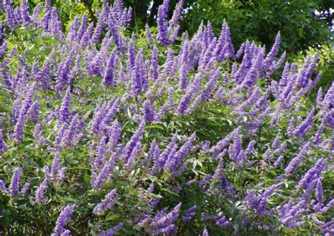 Vitex Tree In Texas All You Need To Know Detailed Care Guide