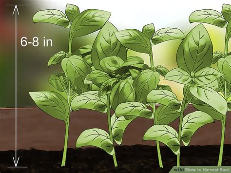 3 Ways To Harvest Basil WikiHow