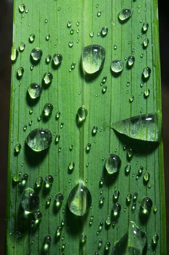 반짝이는 이슬 방울과 개미 클로즈업 세부 사항이있는 옥수수 잎 0명에 대한 스톡 사진 및 기타 이미지 0명 기포 날씨 Istock