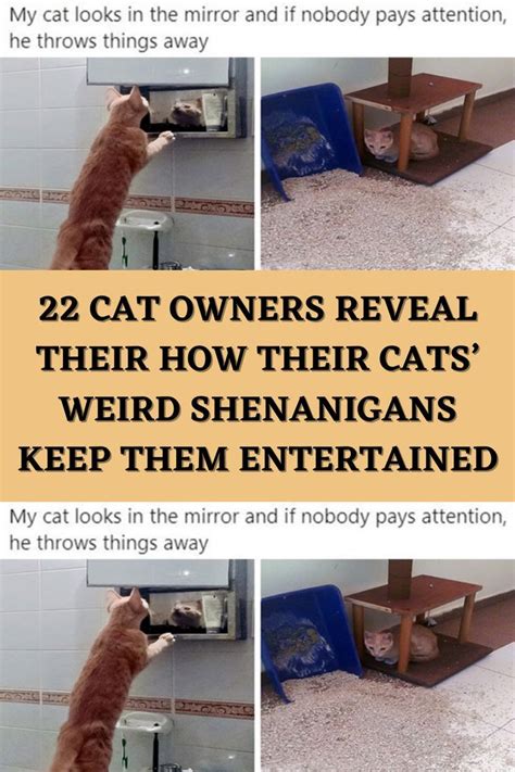 22 Cat Owners Reveal Their How Their Cats Weird Shenanigans Keep Them Entertained
