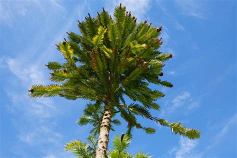 Ancient Trees Living Relics Of Our Natural History Explored
