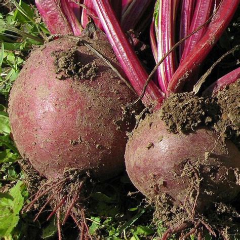 Beetroot Boltardy Beta Vulgaris Seeds