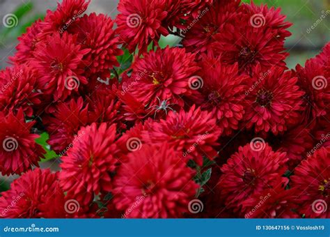 Dense Inflorescence Of Beautiful Red Chrysanthemums Close Up Stock