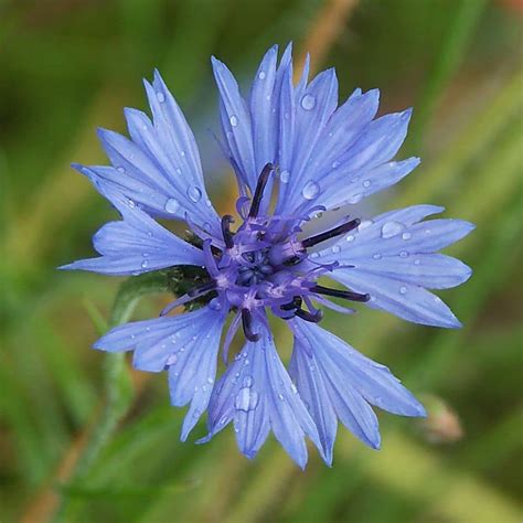 Cornflower Used By Chiron A Centaur To Heal His Wounds From Battle Learn About Nature
