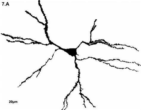 A Photomicrograph Of Golgi Impregnated Pyramidal Neuron From Layer
