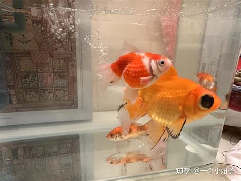 我的鱼身上怎么长黑斑了 知乎