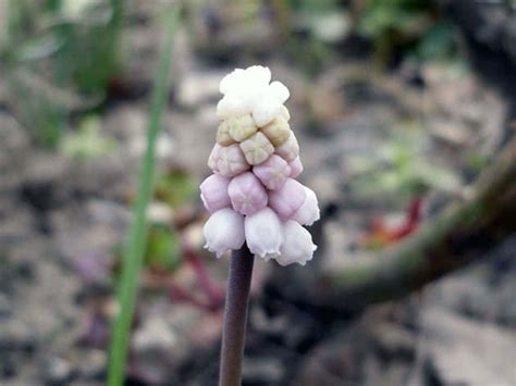 Луковицы мускари фото