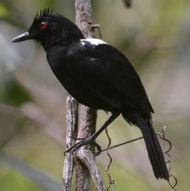 Birds Of Amazon Flashcards Quizlet