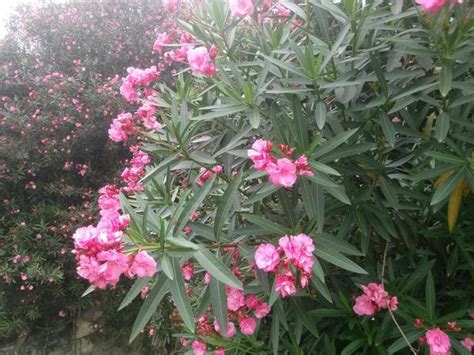 常用来搞绿化您的小区可能也有夹竹桃虽面若桃花却剧毒无比 知乎