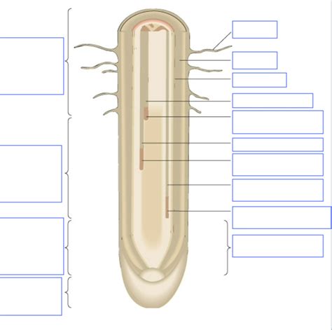 Developing Root Diagram Quizlet