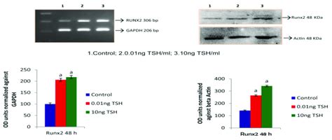 Tsh Influences Runx2 Expression In Hos Cells Each Bar Diagram Shows