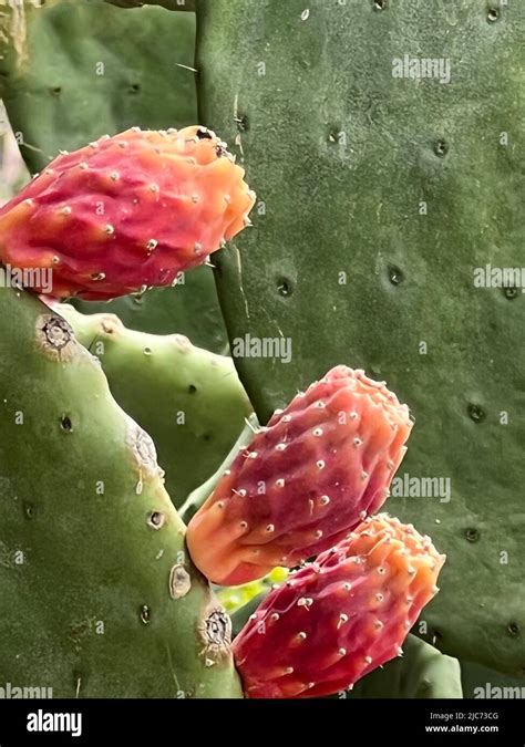 Indian Fig Opuntia Ficus Indica Feigenkaktus Figuier De Barbarie