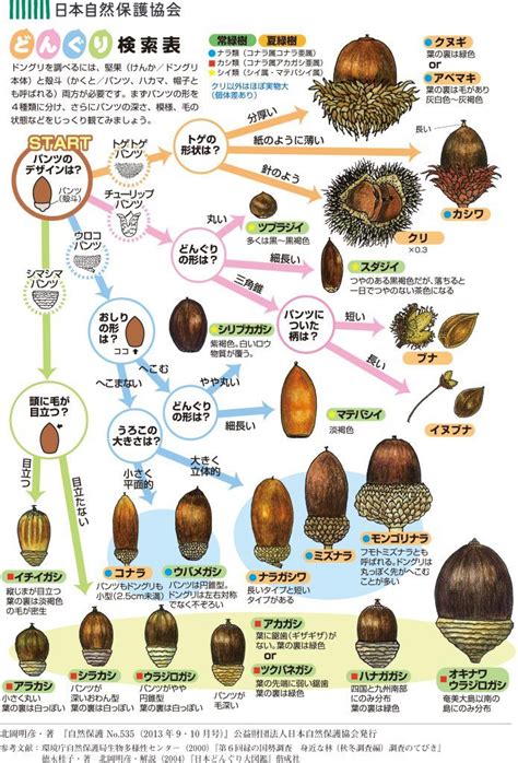配布資料今日からはじめる自然観察これは何の木のどんぐり オフィシャルProNACS J 植物栽培 どんぐり 種類 植物 図鑑