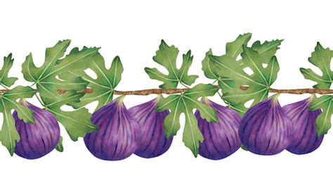 잎과 전체 과일이있는 보라색 무화과의 가지 원활한 테두리 수채화 삽화 농장 라벨 메뉴 조리법 디자인을 위한 수평 배너 과일 수확 손으로 그린 고립 스케치 건강한 생활방식에