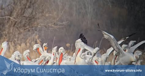 Любовта витае над Калимок Бръшлен Кворум Силистра