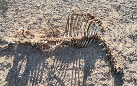 Ховор амьтны жагсаалтад багтсан хуланг агнасан байжээ Dnnmn