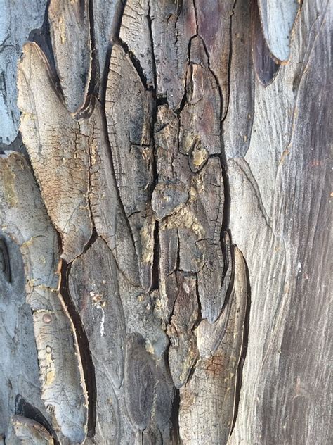 Texture Tree Bark Free Photo On Pixabay Pixabay