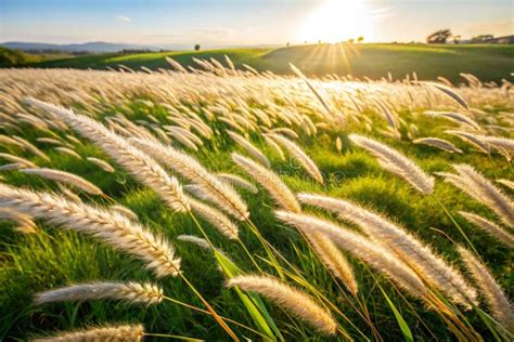 Overheadfieldgrass Stock Illustrations 2 Overheadfieldgrass Stock