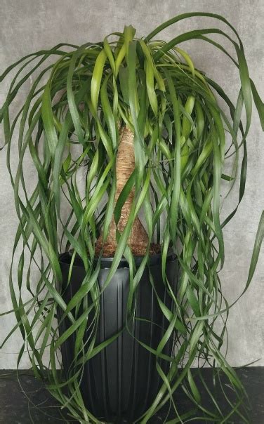 Нолина слоновья нога Высота 60 см Растет в горшке диаметром 22 см Длина листьев 1