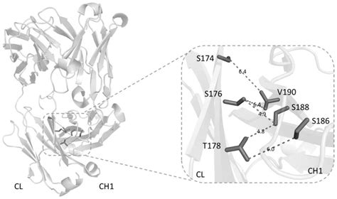 Bispecific Antibodies And Uses Thereof Eureka Patsnap