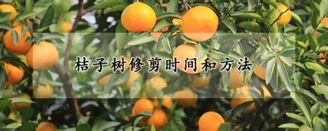 桔子树修剪时间和方法 发财农业网