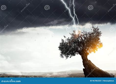 Bright Lightning Hit The Tree Stock Photo Image Of Powerful Electricity 96786328