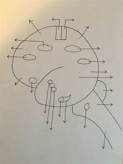 Brain Diagram 1 Diagram Quizlet