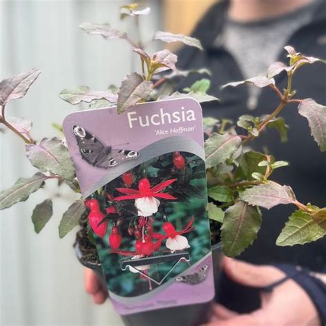 Hardy Fuchsia Alice Hoffman 2l — Instock