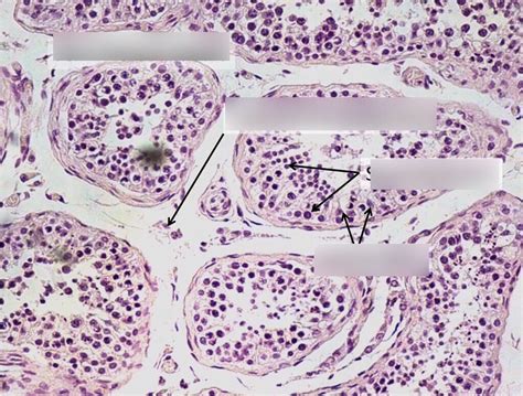Histology Lab Exam 4 17 Diagram Quizlet