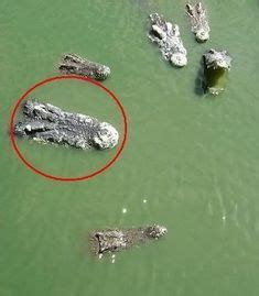 Gustave Is The Name Of A Nile Crocodile A Giant Who Lives In Burundi