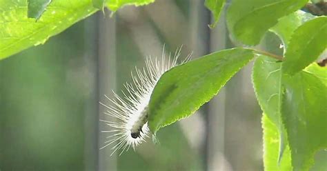 광주 기록적 폭염에 농작물 병해충 확산방제 비상