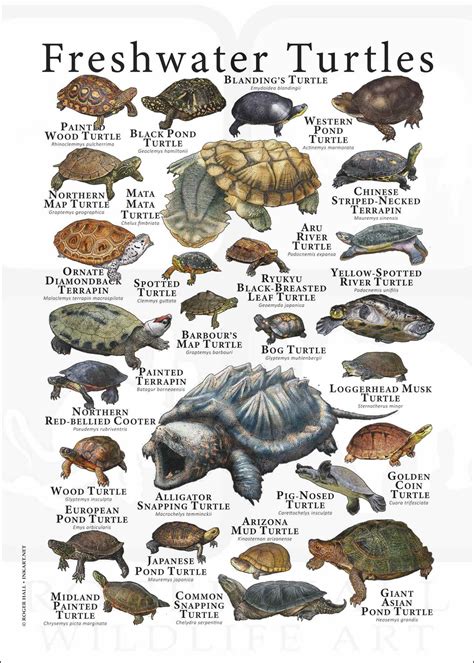 All Types Of Water Turtles At Martin Clark Blog