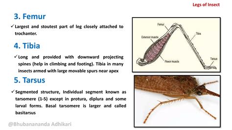 Insect Leg Pptx