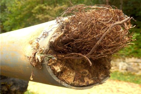 Sewer Lines And Tree Roots 5 Tips To Keep Them Separated