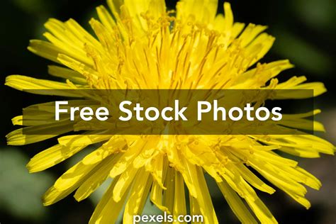 Background Weeding Photos Download The Best Free Background Weeding