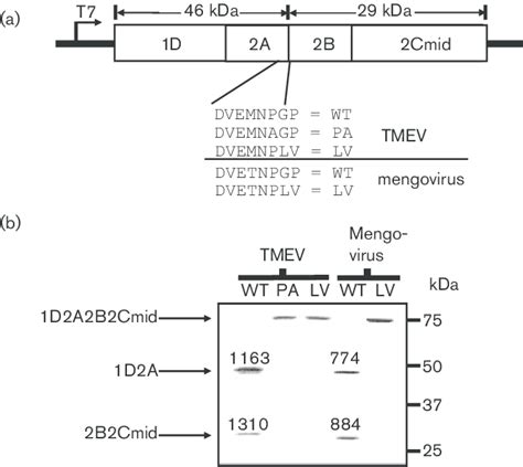 A Schematic Representation Of The Wild Type And Mutant Tmev And