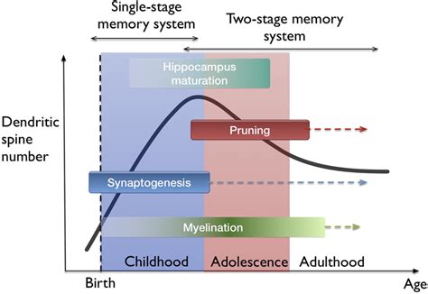Lifetime Trajectory Of Dendritic Spine Density And The Developmental Download Scientific