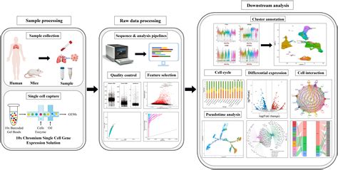 Frontiers Research Progress Of Single Cell Sequencing In Tuberculosis